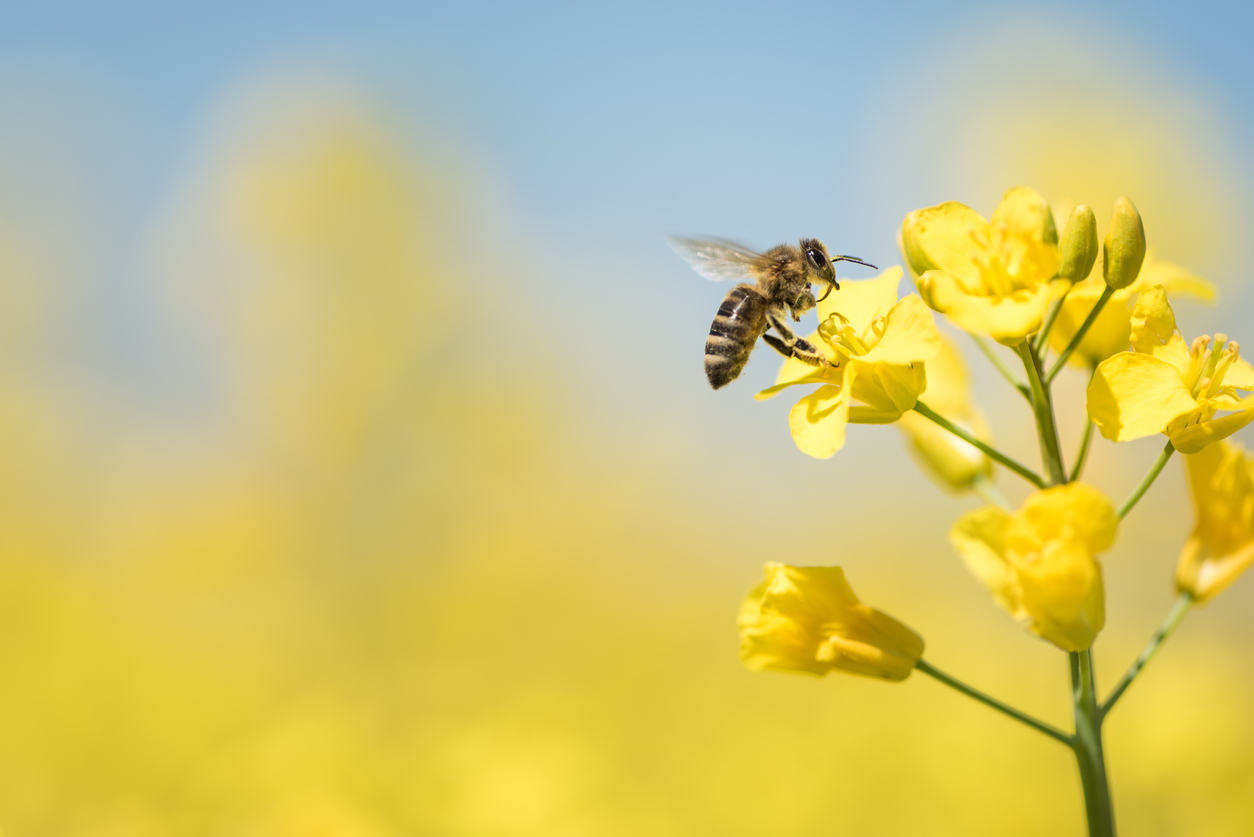 Alerta: abejas en peligro | Revista Cabal